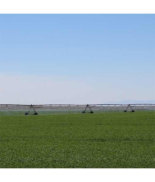 Wholesale Bulk Alfalfa HayBabaash USA