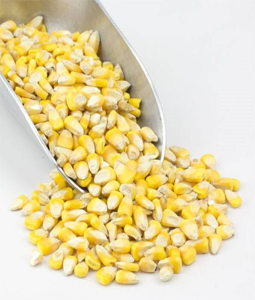 Whole Yellow Corn, Organic (Non-GMO) - Babaash USABabaash USA