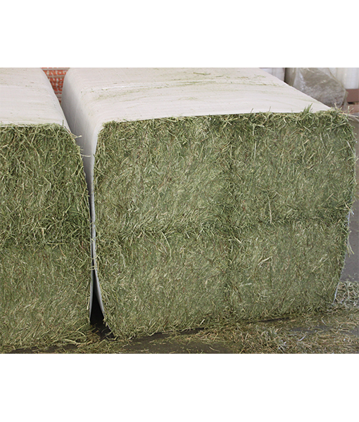 Bulk Timothy hayBabaash USA