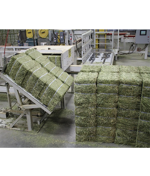 Wholesale Bulk Alfalfa HayBabaash USA