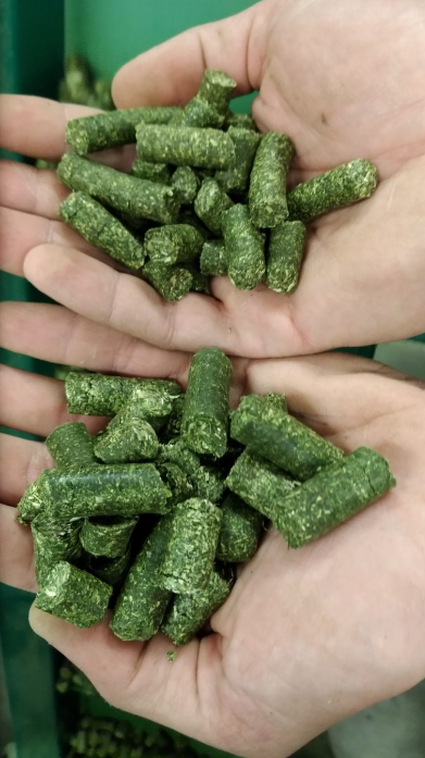 Bulk Alfalfa Hay Pellets - Sun CuredBabaash USA