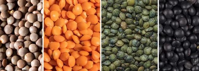 Lentils for Exports in containers or Bulk - Babaash USABabaash USA